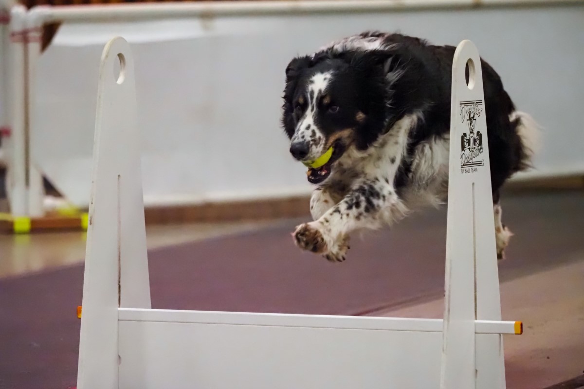 Watch dogs speed down a track at flyball tournament this weekend in ...