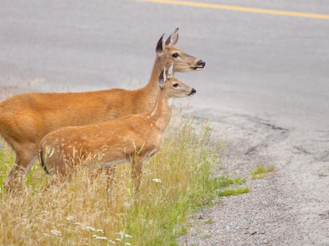 Christian County among top 10 in state for deer collisions, Antler ...