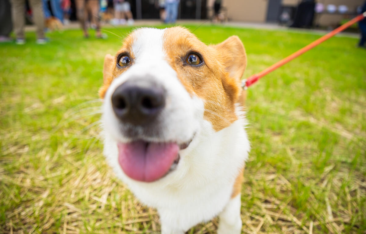 Corgis take the track for the first time at Oak Grove’s charity dog ...