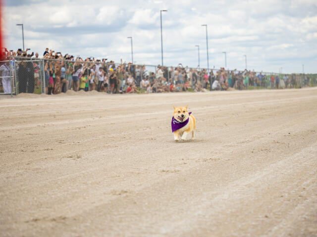 Corgis take the track for the first time at Oak Grove’s charity dog ...