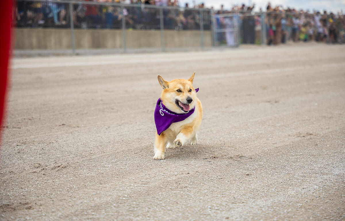 Corgis take the track for the first time at Oak Grove’s charity dog ...
