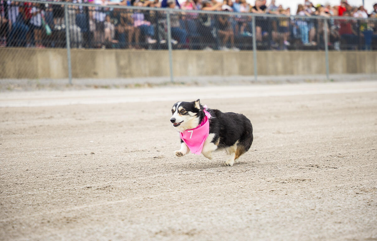 Corgis take the track for the first time at Oak Grove’s charity dog ...
