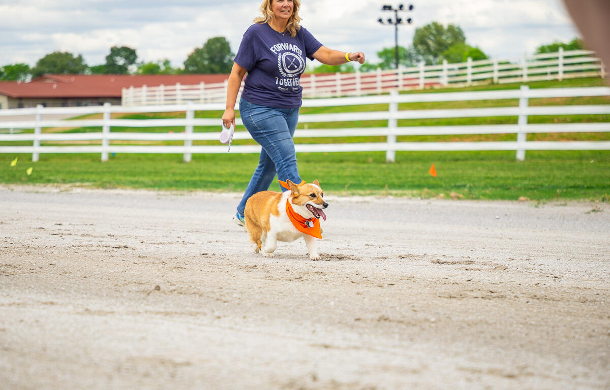 Corgis take the track for the first time at Oak Grove’s charity dog ...