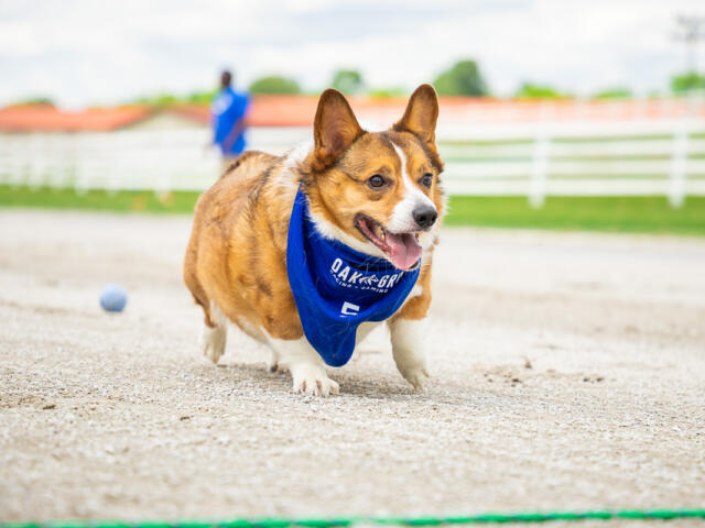 Corgis take the track for the first time at Oak Grove’s charity dog ...