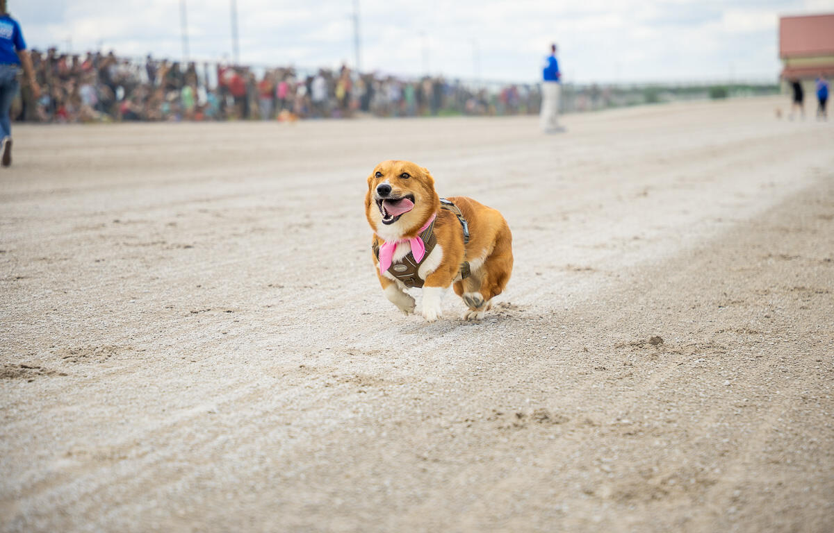 Corgis take the track for the first time at Oak Grove’s charity dog ...